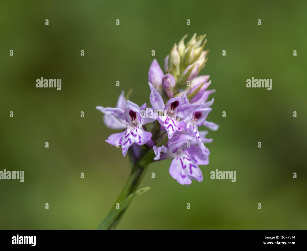 Common Spotted Orchid in a Meadow Stock Photo - Alamy