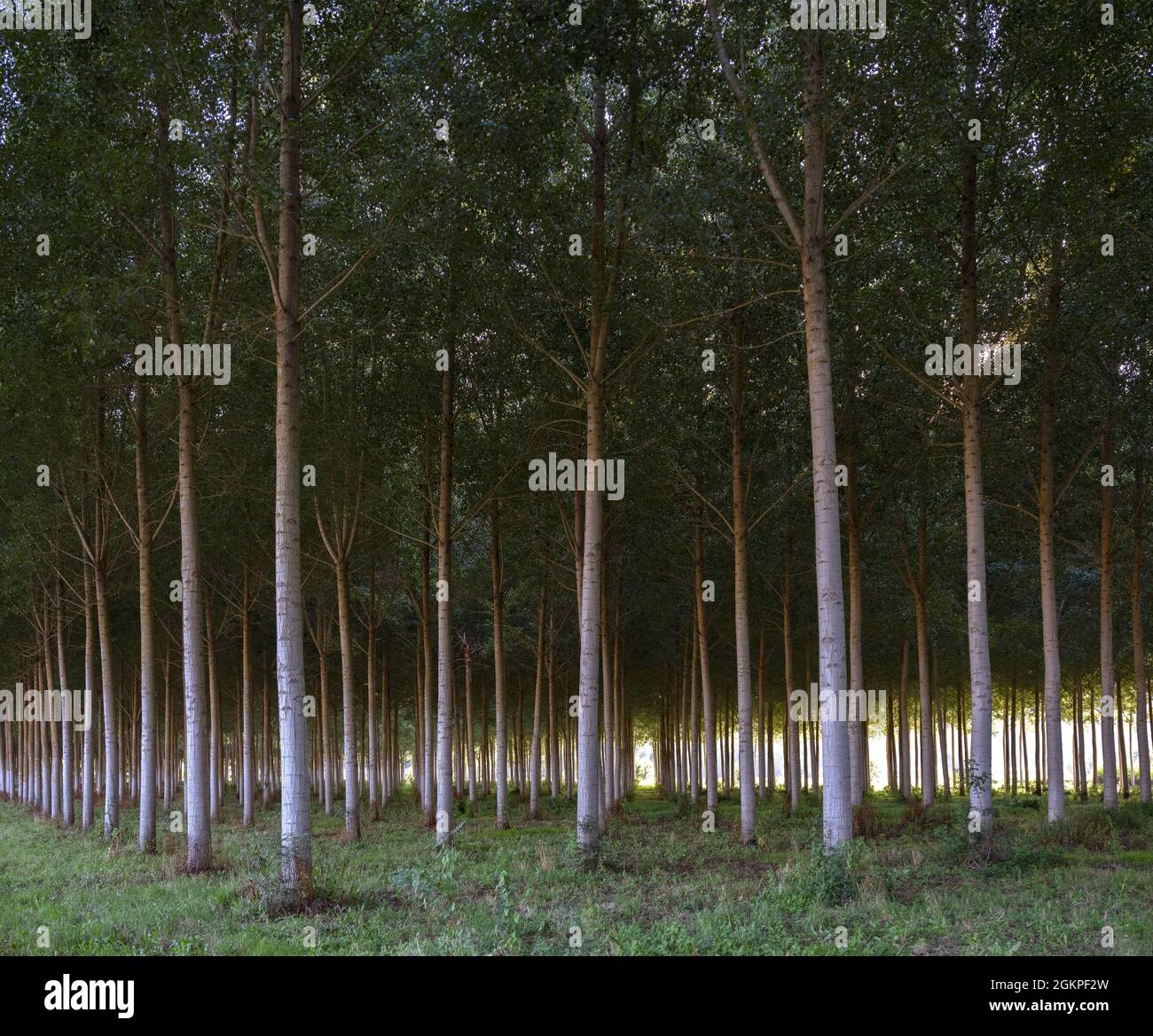 poplar forest at dusk in forest in between tours and angers Stock Photo ...