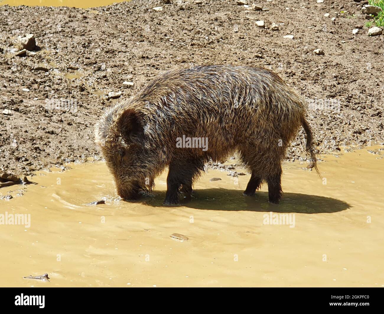 Baby wild boar walking on the muddy water surface Stock Photo - Alamy