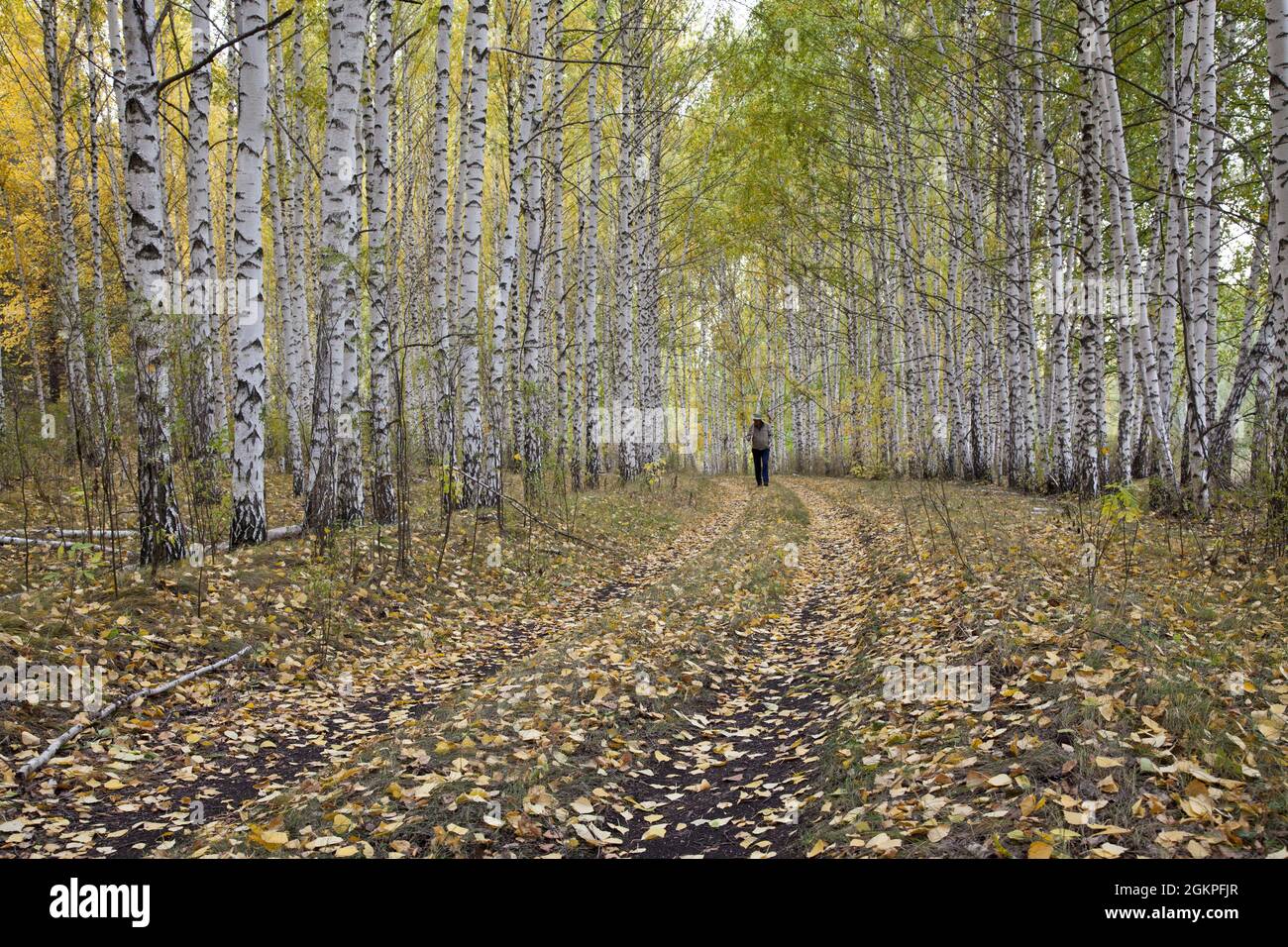 Autumn park with a path. The man standing in the distance Stock Photo ...