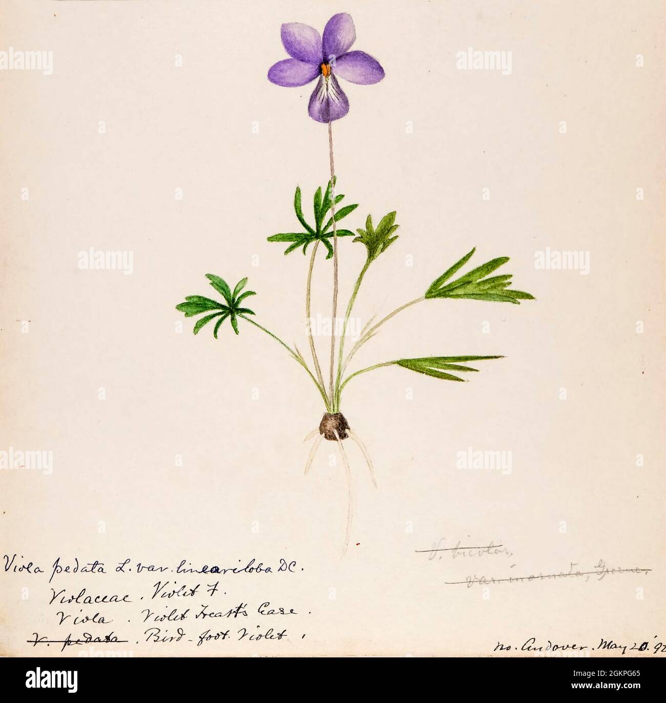 Viola drawing hi-res stock photography and images - Alamy