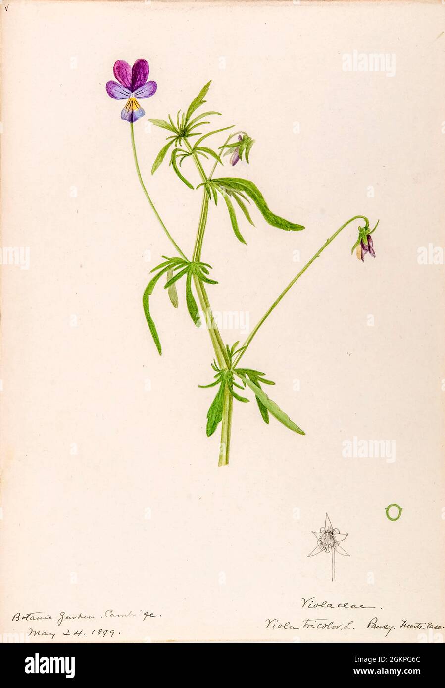 Viola drawing hi-res stock photography and images - Alamy