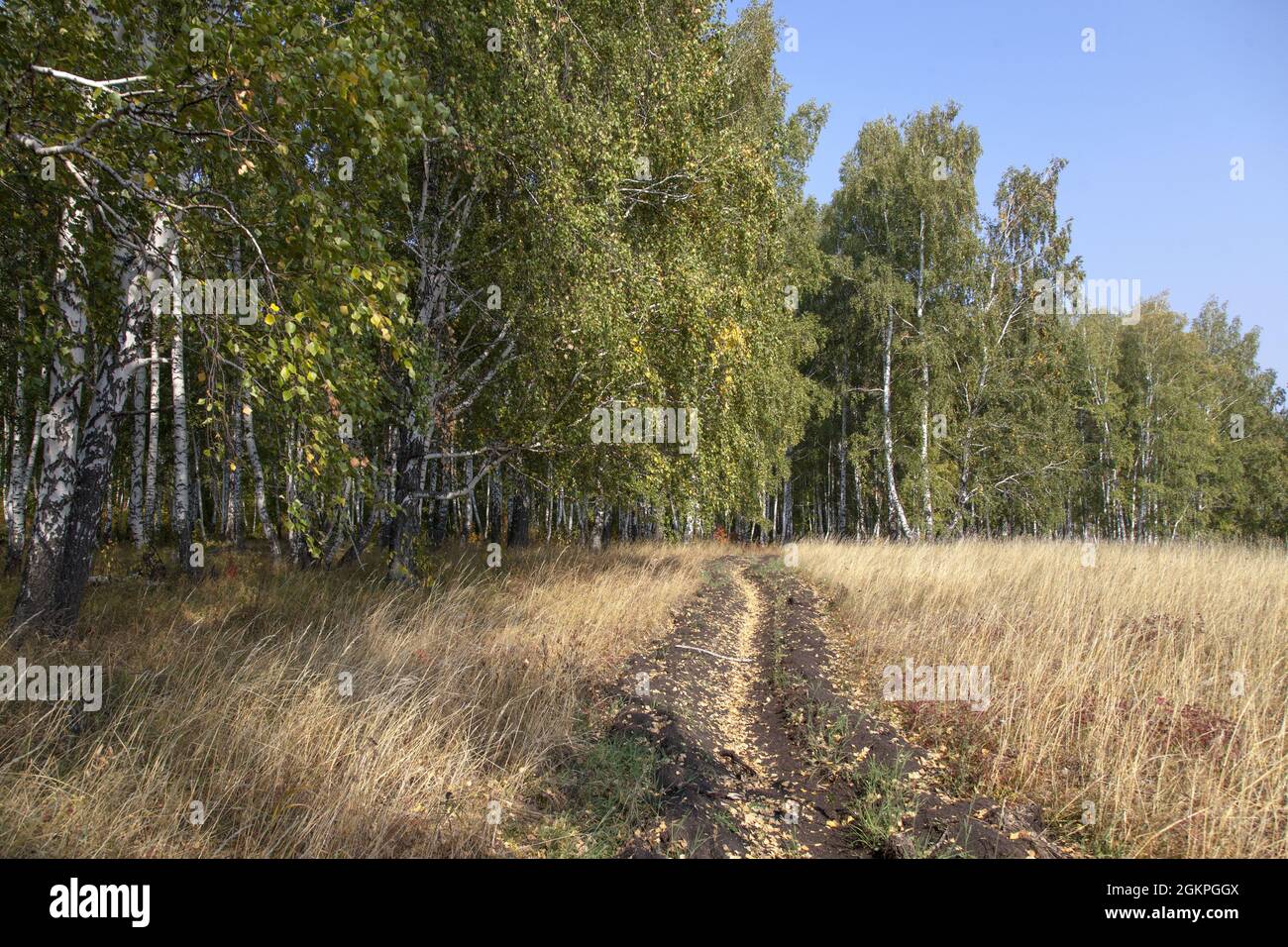 Early autumn birch grove hi-res stock photography and images - Alamy