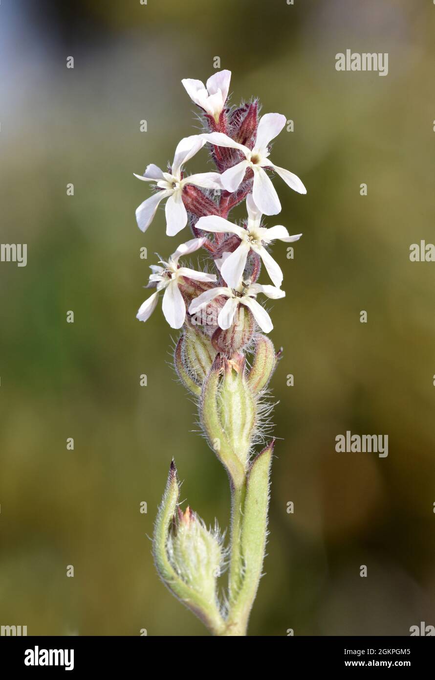 Small-flowered Catchfly - Silene gallica var. gallica Stock Photo - Alamy
