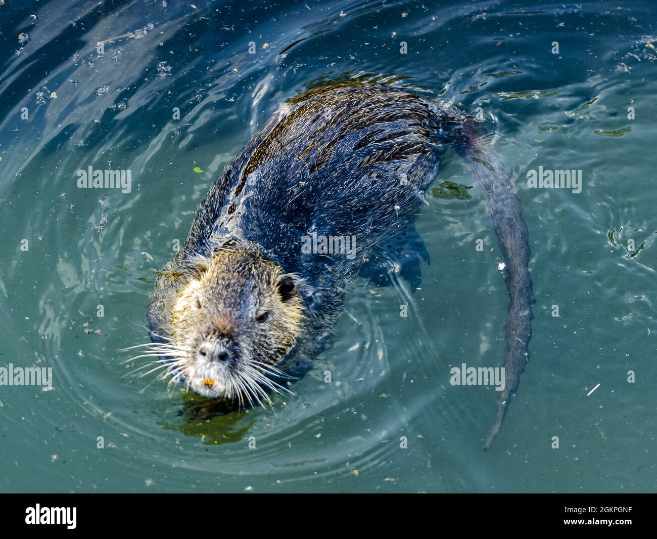 Closeup of the coypu, also known as the nutria, is a large, herbivorous ...