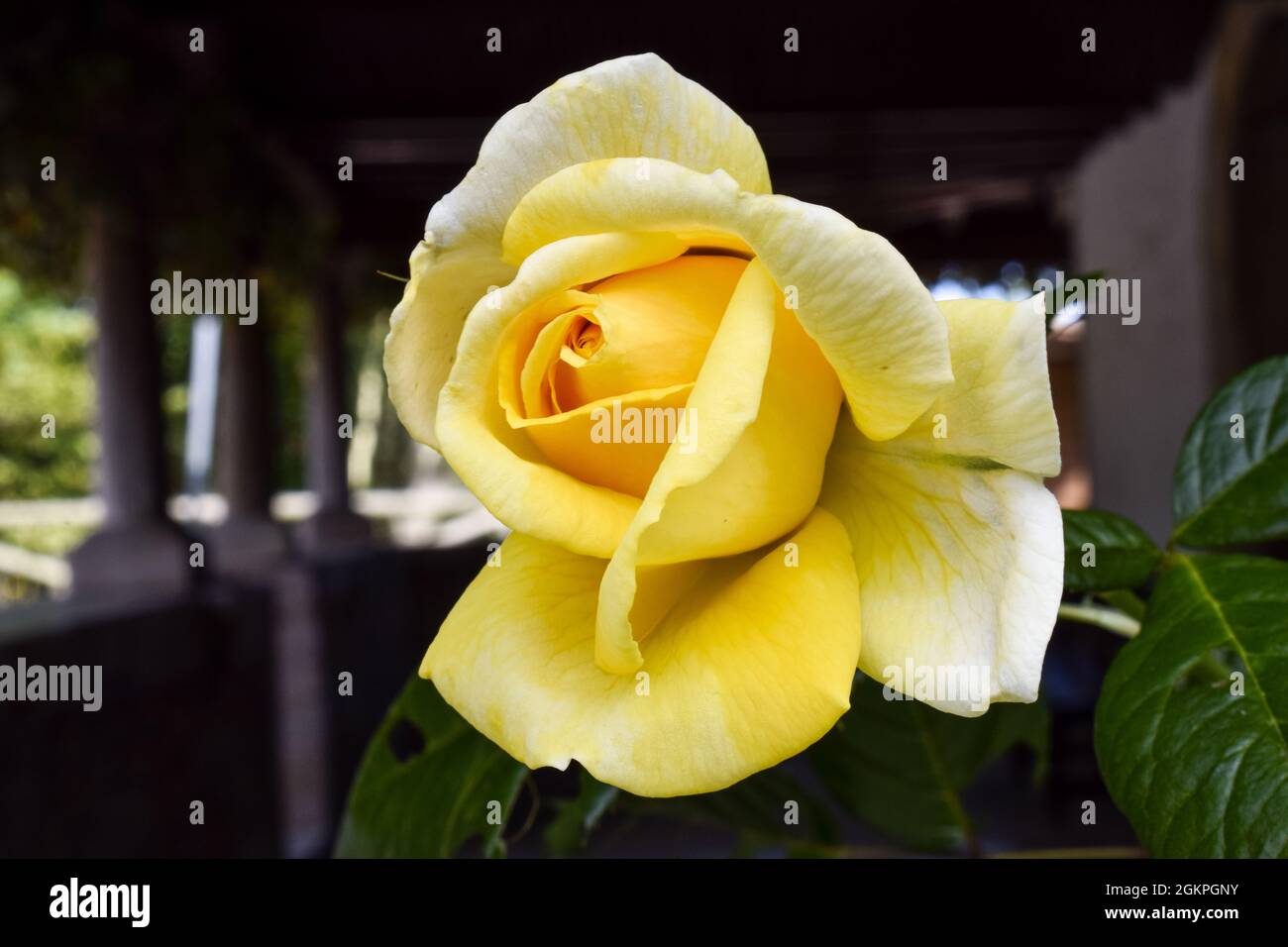 Closeup shot of a light yellow garden rose Stock Photo - Alamy