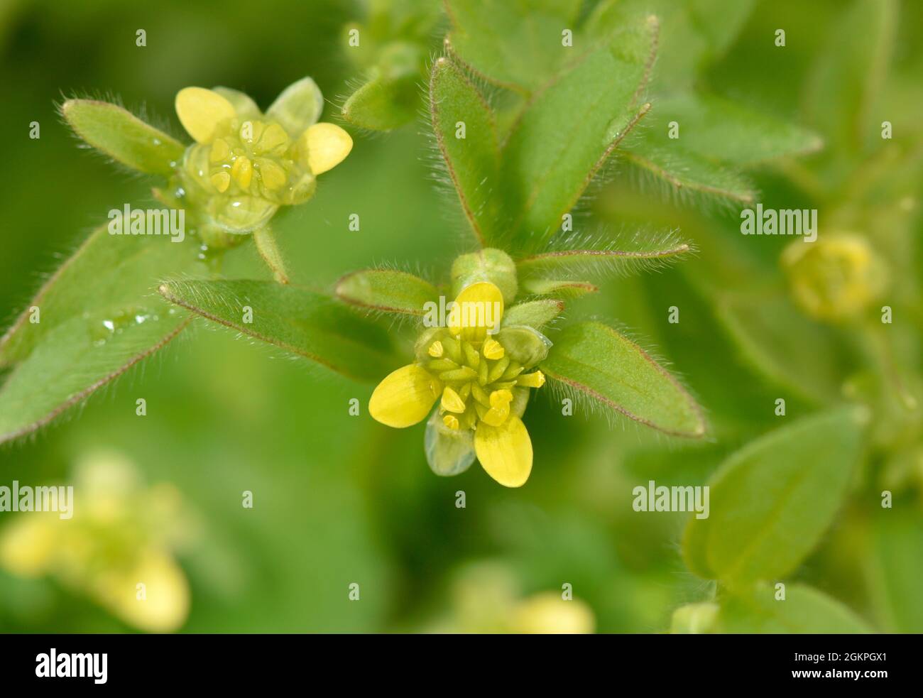 Small-flowered Buttercup - Ranunculus parviflorus Stock Photo - Alamy