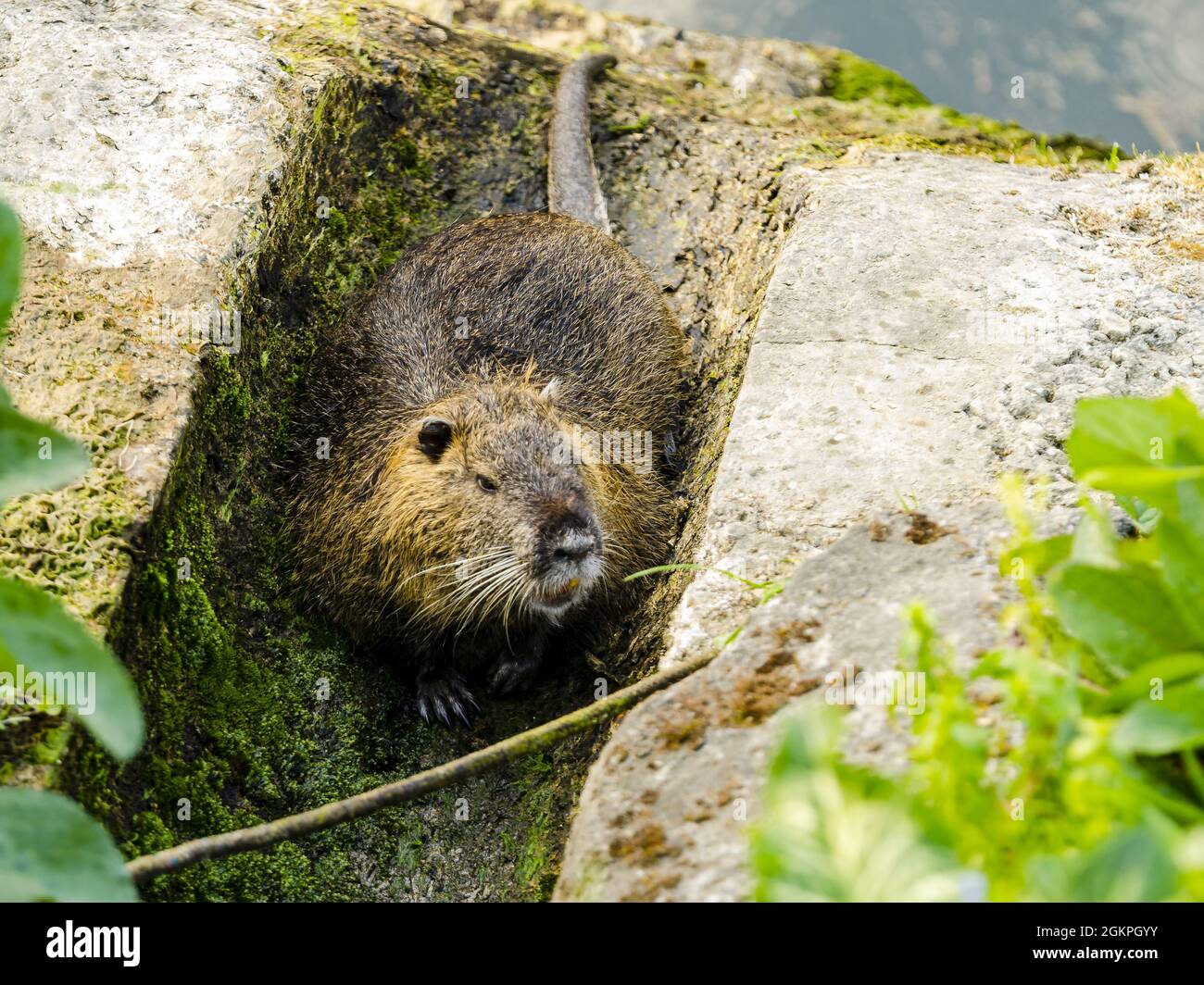 Closeup of the coypu, also known as the nutria, is a large, herbivorous ...