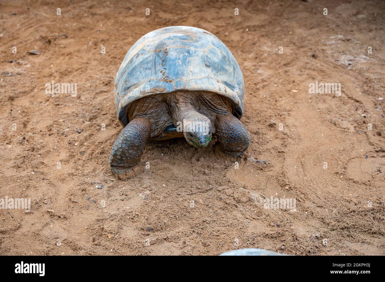 Cuba turtle hi-res stock photography and images - Alamy