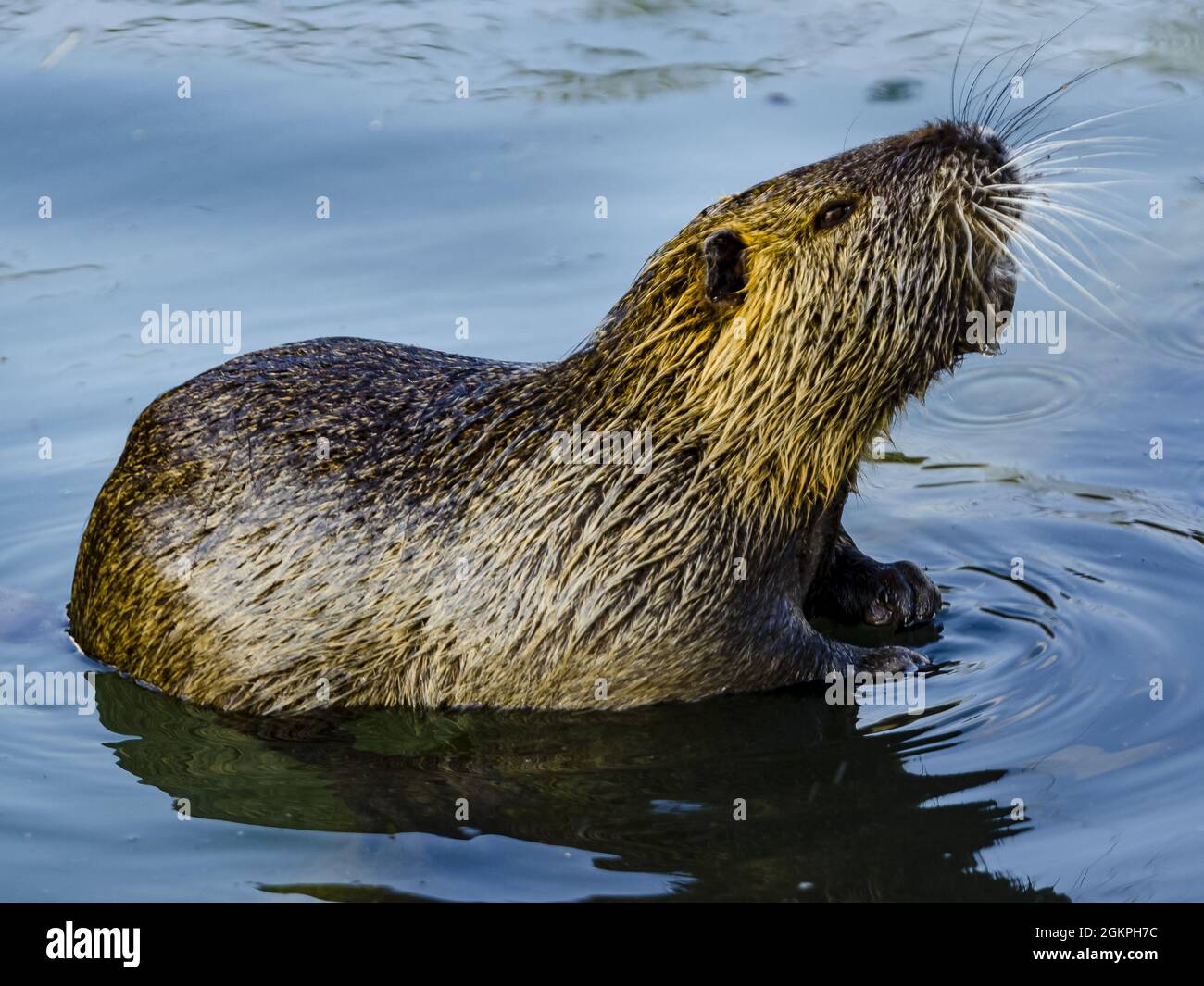 Closeup of the coypu, also known as the nutria, is a large, herbivorous ...