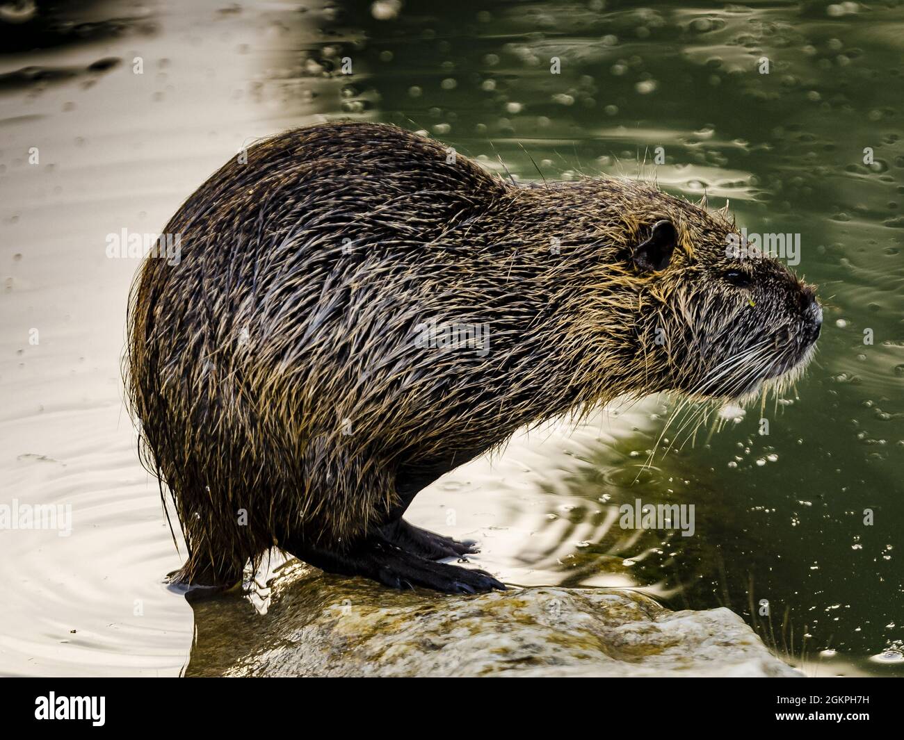 Closeup of the coypu, also known as the nutria, is a large, herbivorous ...