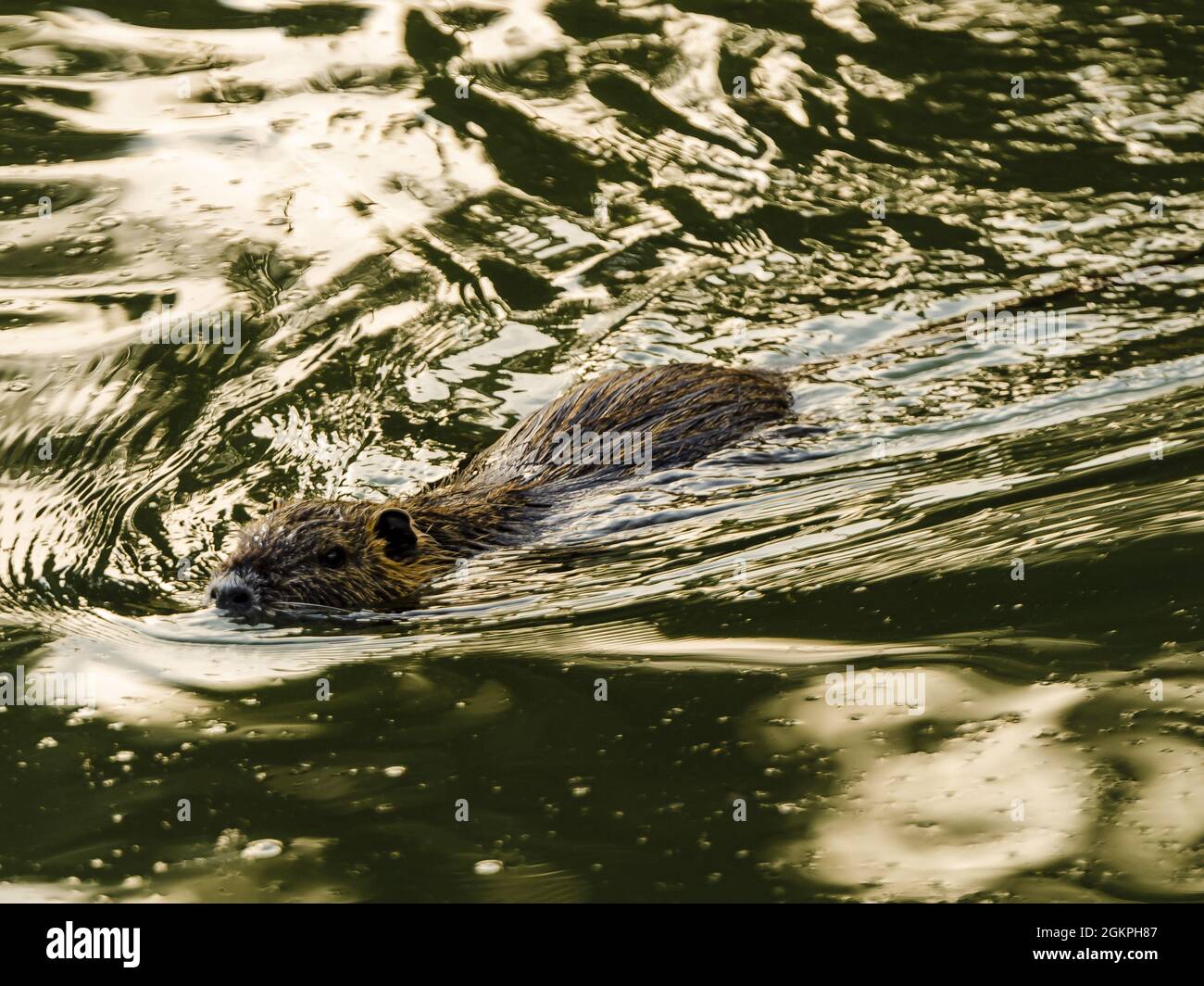 Closeup of the coypu, also known as the nutria, is a large, herbivorous ...