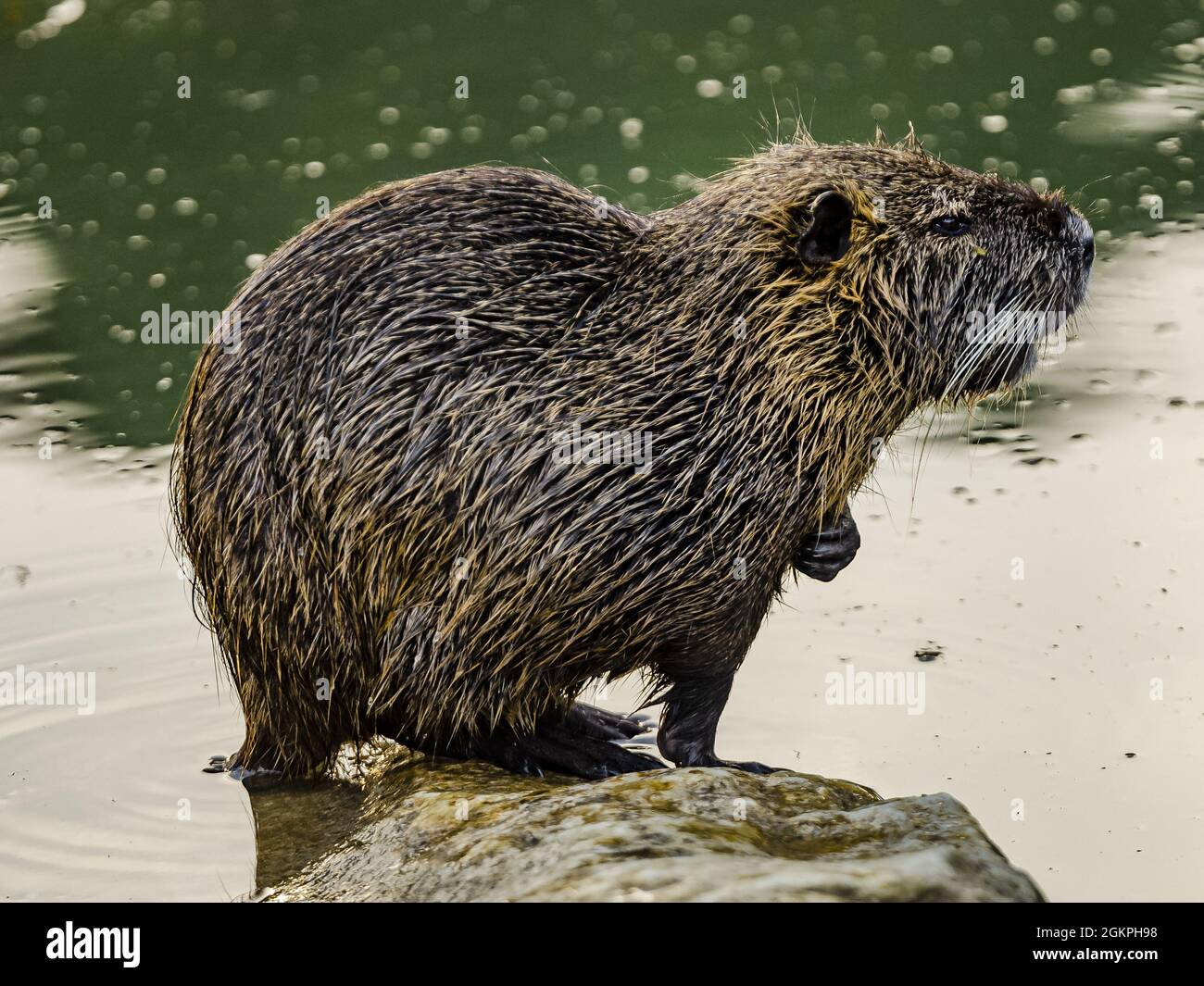 Closeup of the coypu, also known as the nutria, is a large, herbivorous ...