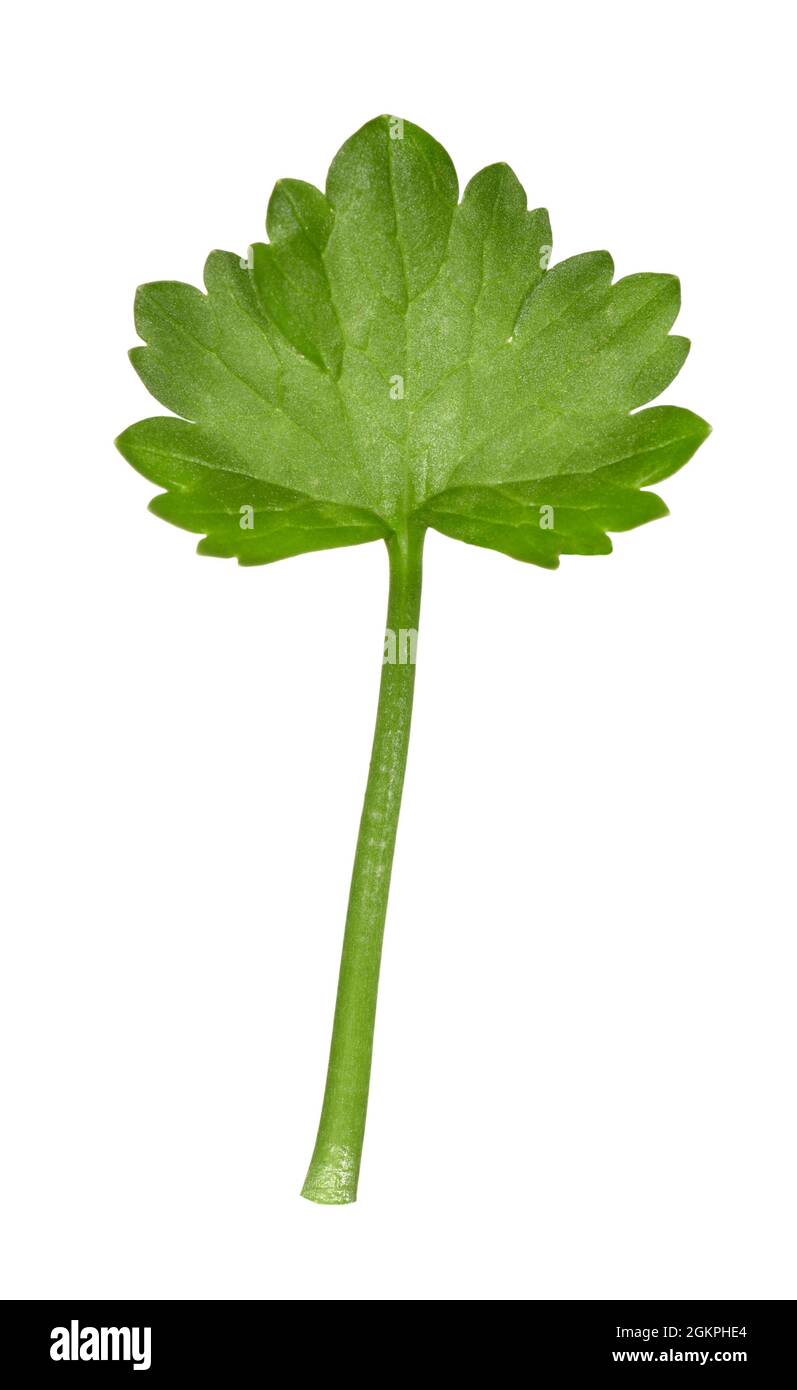 Rough-fruited Buttercup - Ranunculus muricatus Stock Photo - Alamy