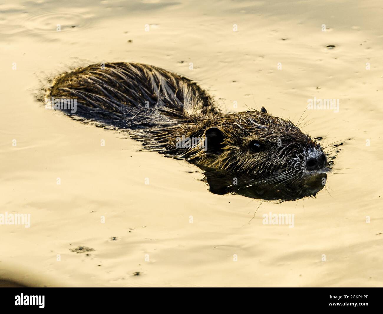Closeup of the coypu, also known as the nutria, is a large, herbivorous ...