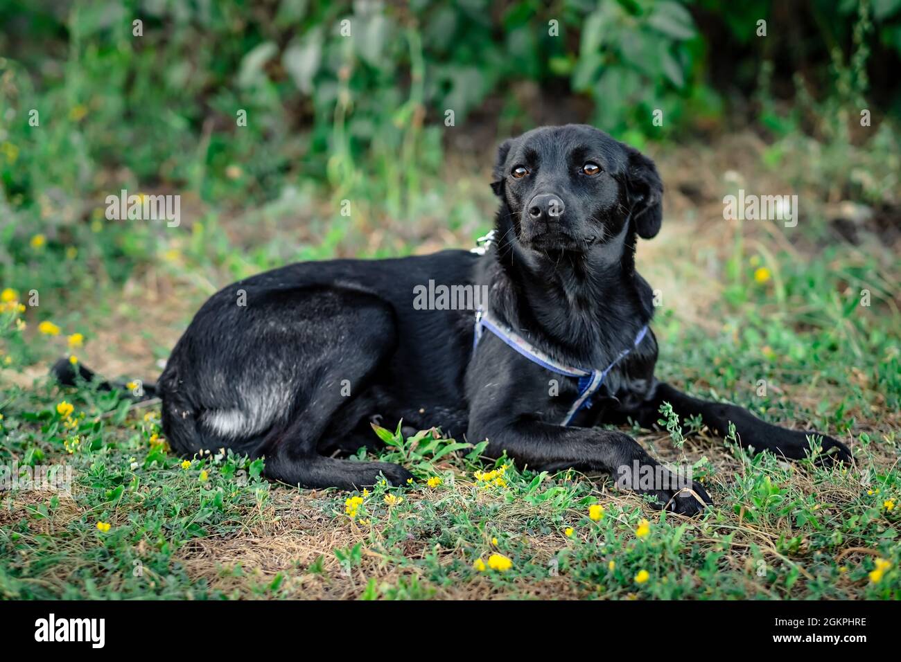 Black adult dog hi-res stock photography and images - Alamy