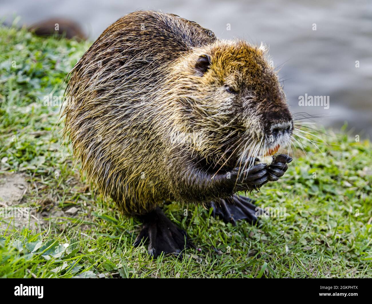 Closeup of the coypu, also known as the nutria, is a large, herbivorous ...