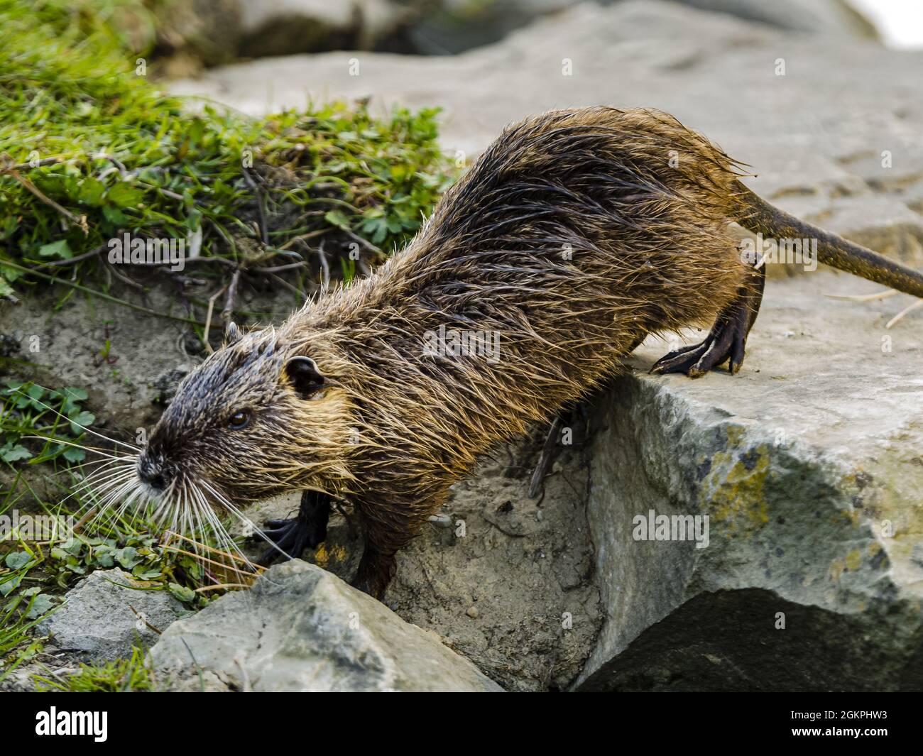 Closeup of the coypu, also known as the nutria, is a large, herbivorous ...
