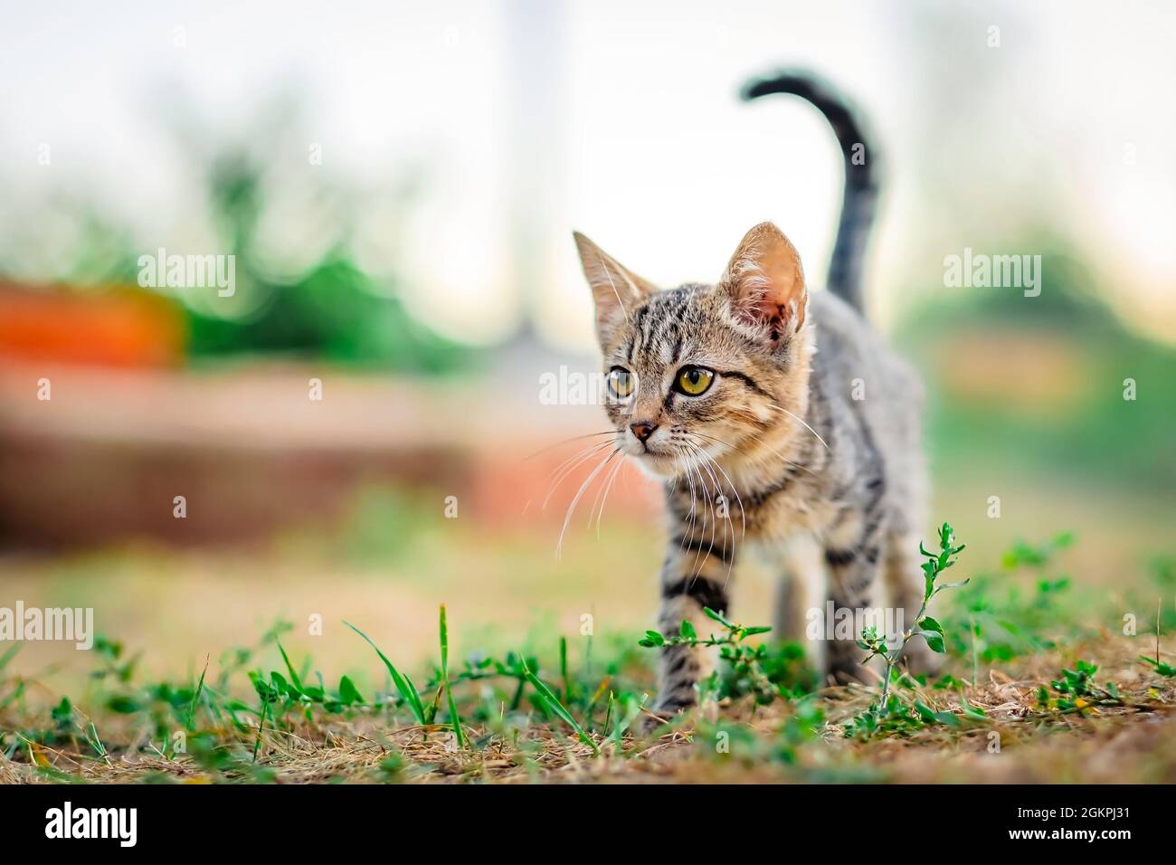 Little kitten walking Stock Photo - Alamy