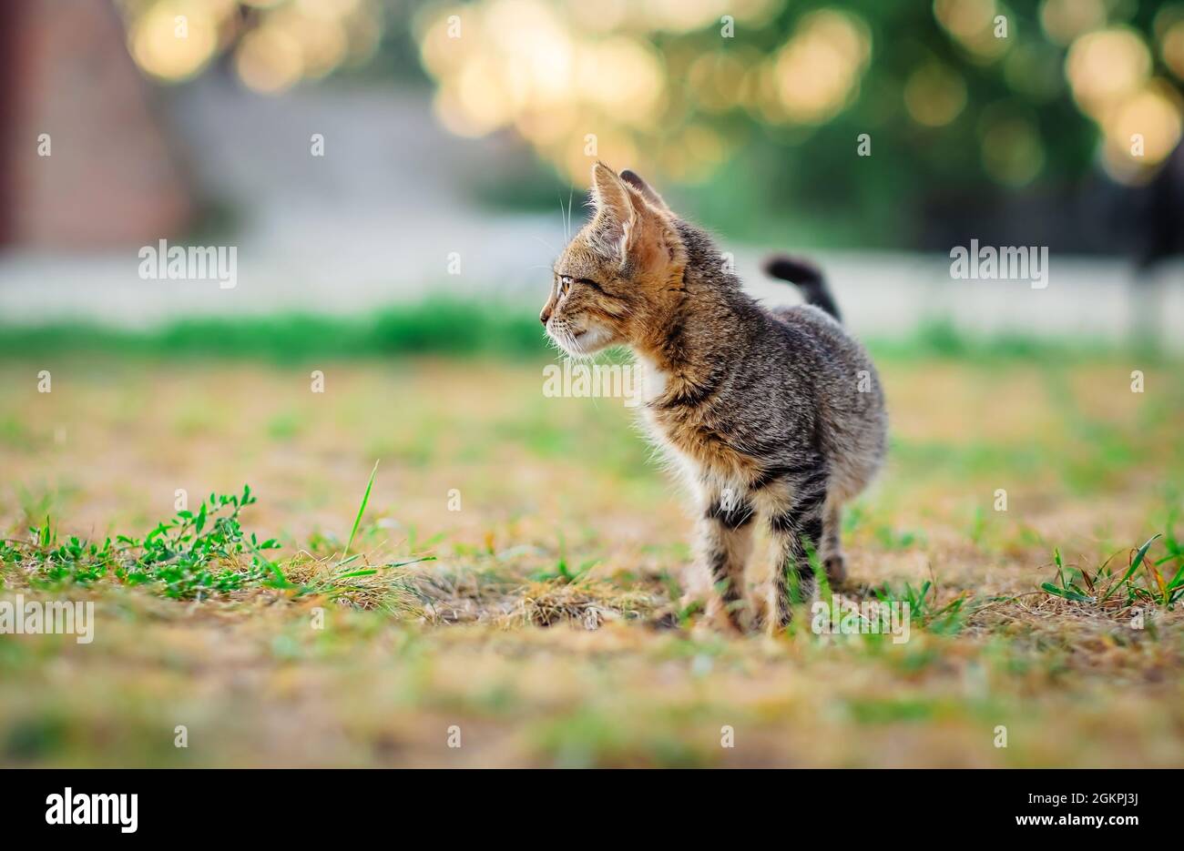 Homeless cat walking outdoor hi-res stock photography and images - Alamy