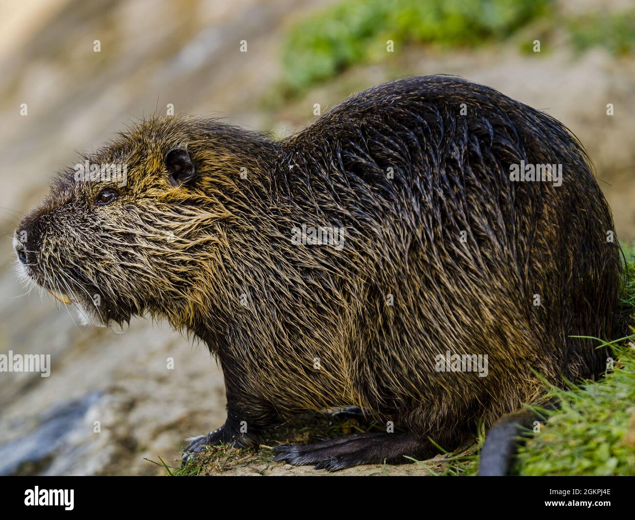 Closeup of the coypu, also known as the nutria, is a large, herbivorous ...