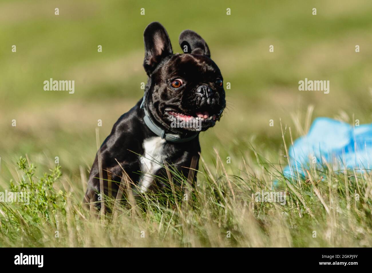 Bulldog agility competition hi-res stock photography and images - Alamy