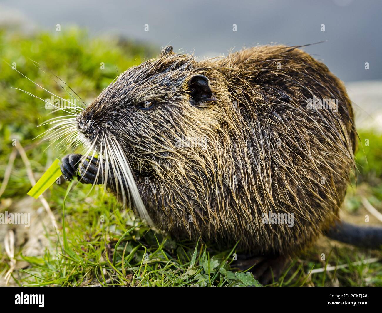 Closeup of the coypu, also known as the nutria, is a large, herbivorous ...