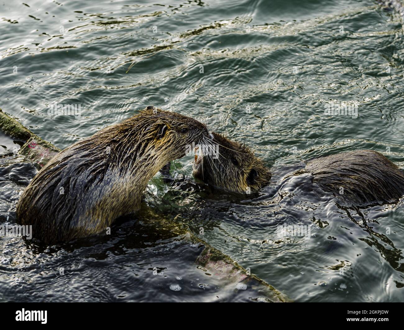 Closeup of the coypu, also known as the nutria, is a large, herbivorous ...