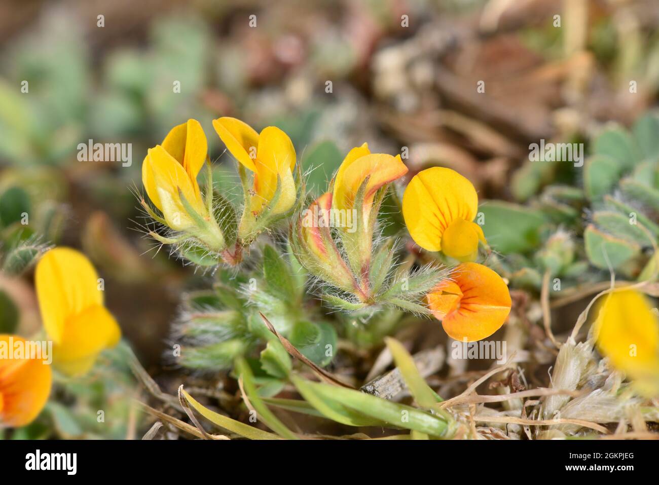 Hairy Bird's-foot Trefoil - Lotus subbiflorus Stock Photo - Alamy