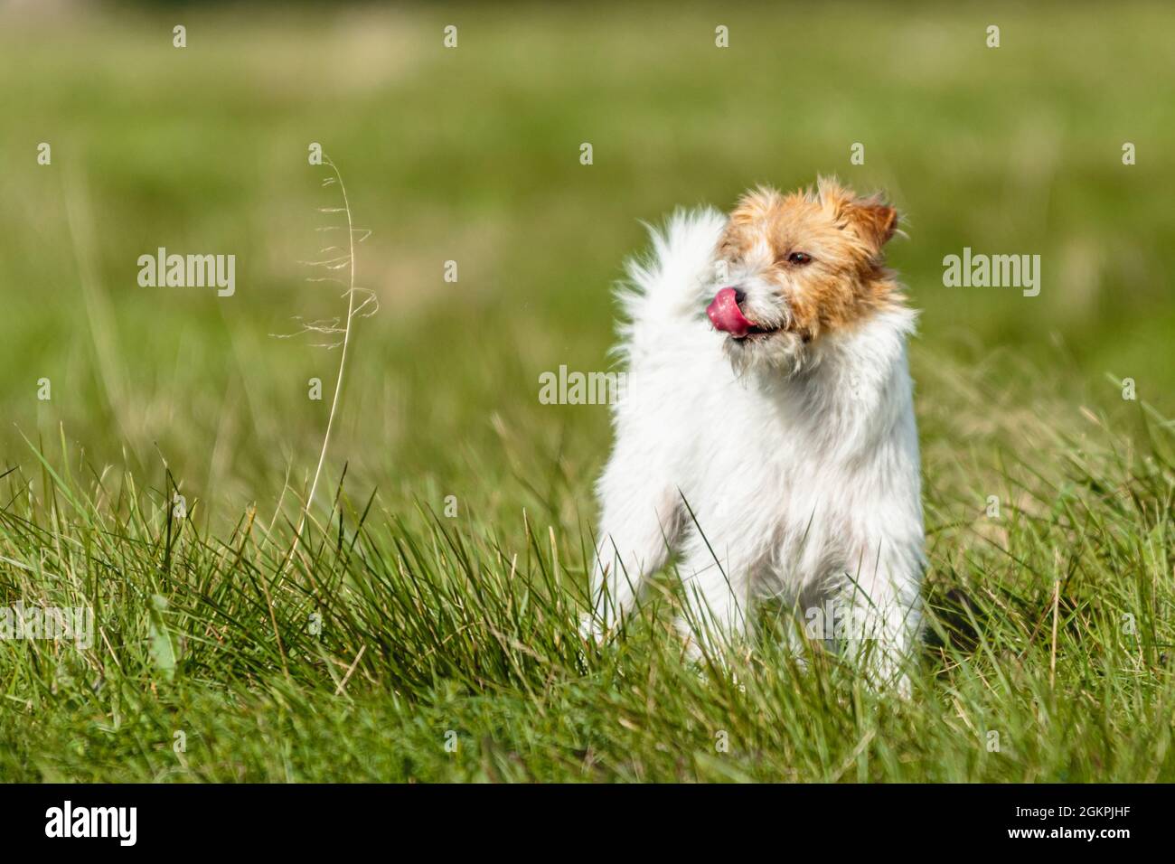 Jack russell terrier hi-res stock photography and images - Alamy