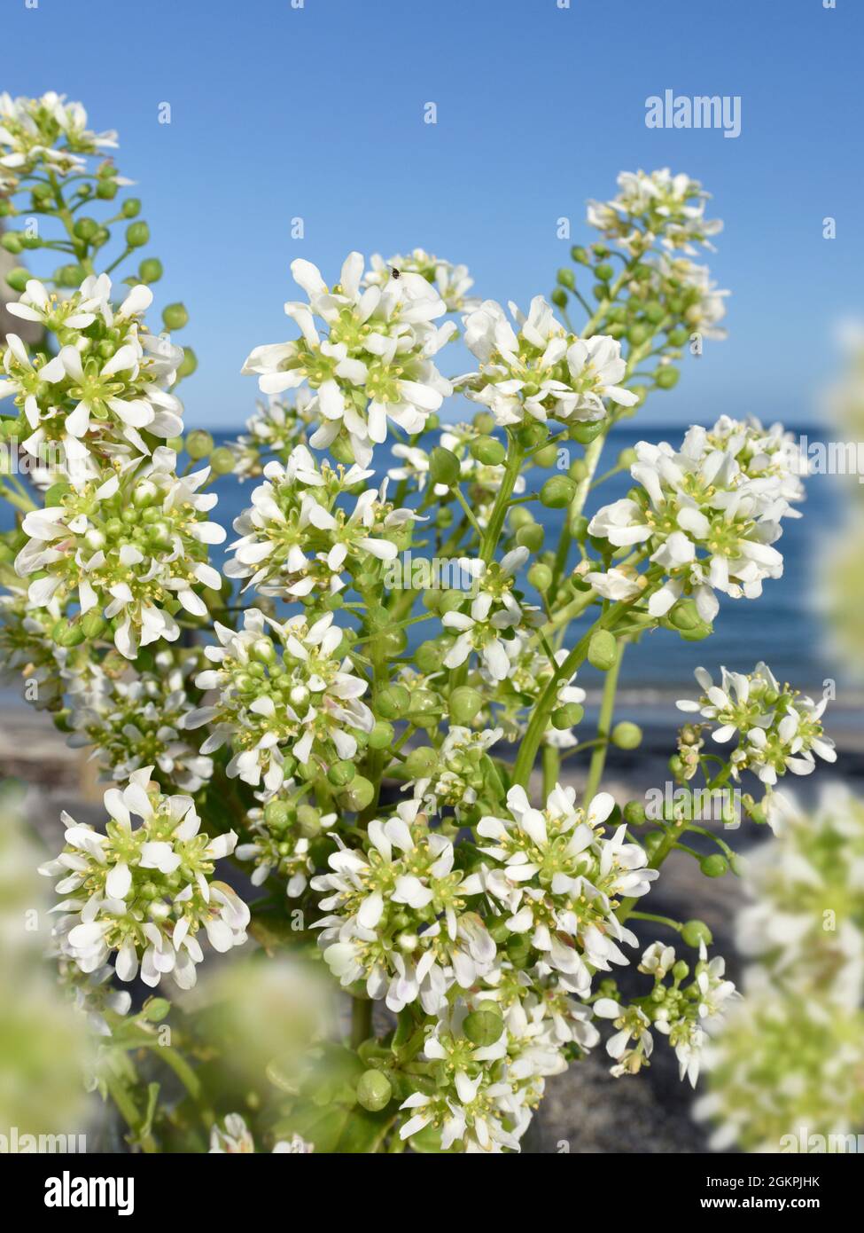 Common Scurvy-grass - Cochlearia officinalis Stock Photo - Alamy