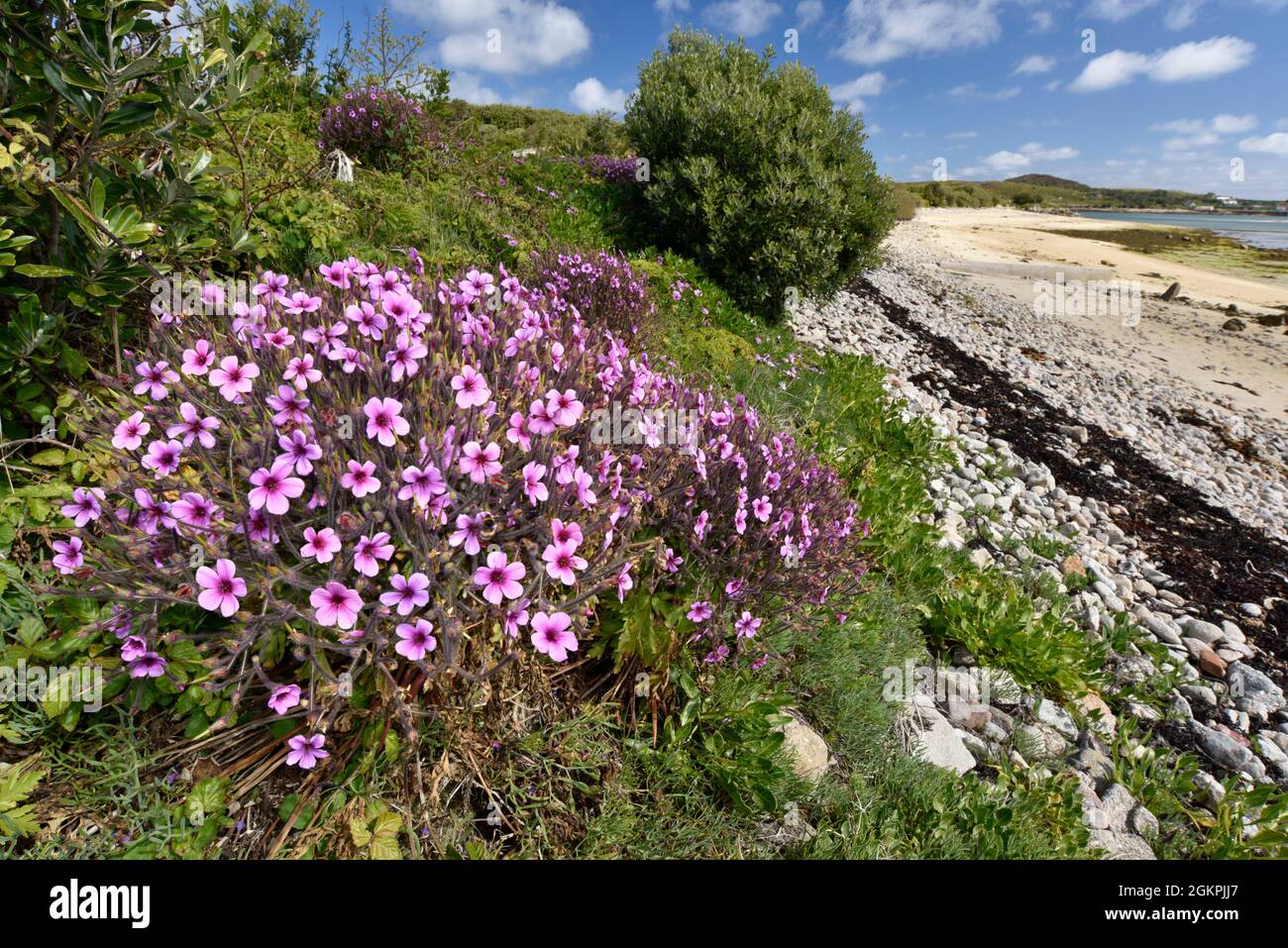 Giant Herb-robert - Geranium maderense Stock Photo - Alamy