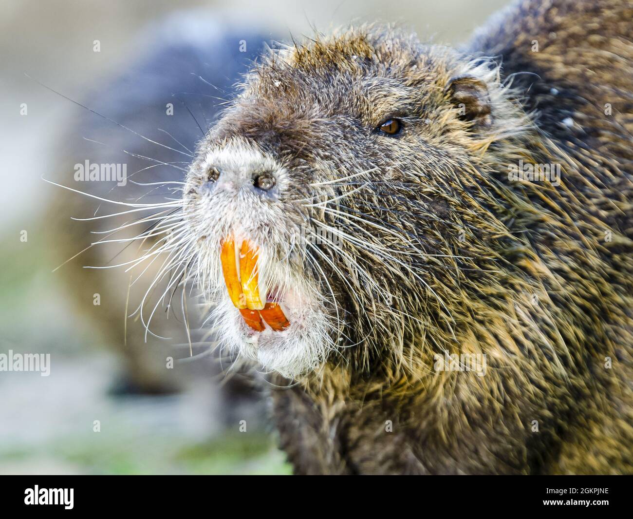 Closeup of the coypu, also known as the nutria, is a large, herbivorous ...