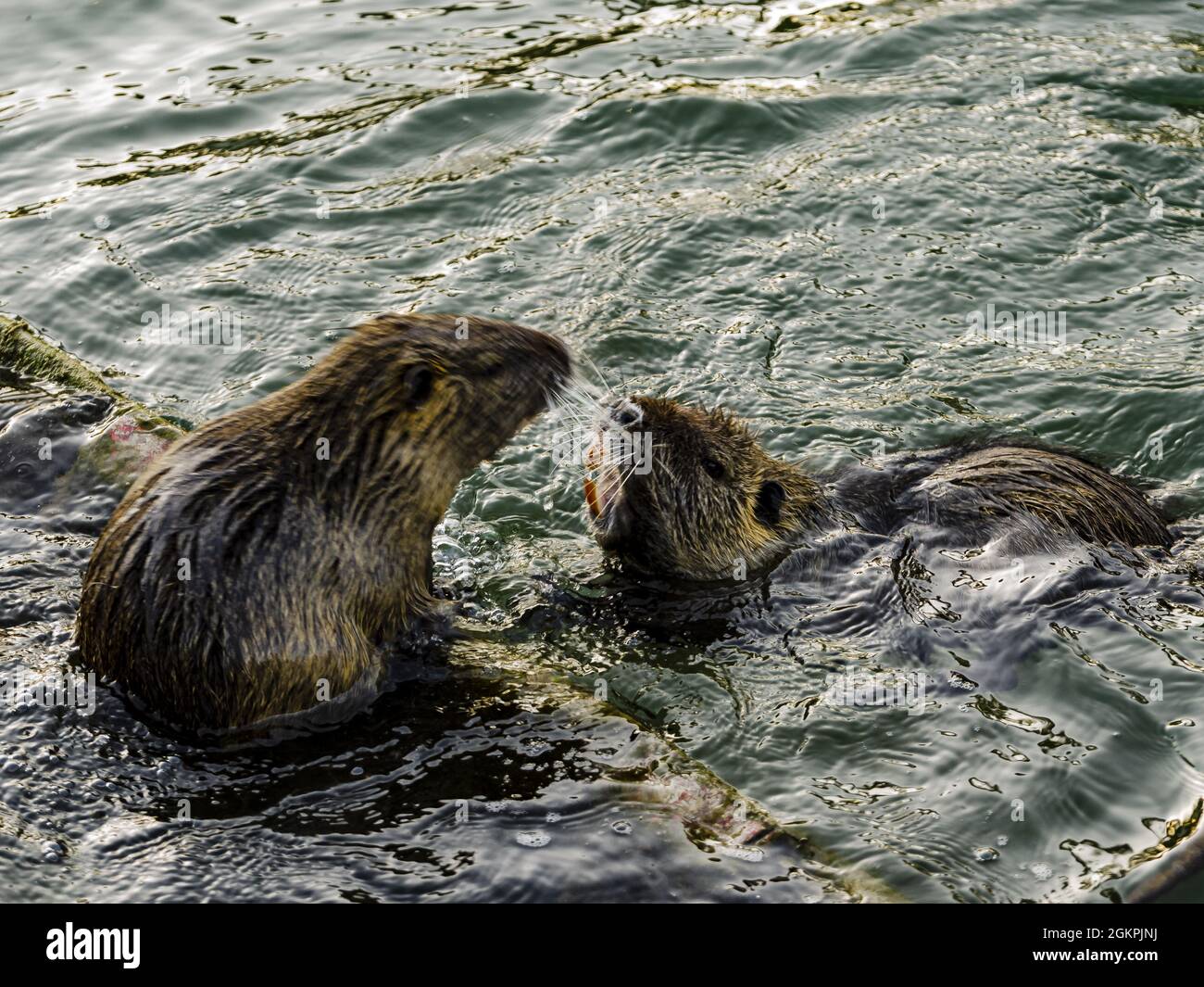 Closeup of the coypu, also known as the nutria, is a large, herbivorous ...