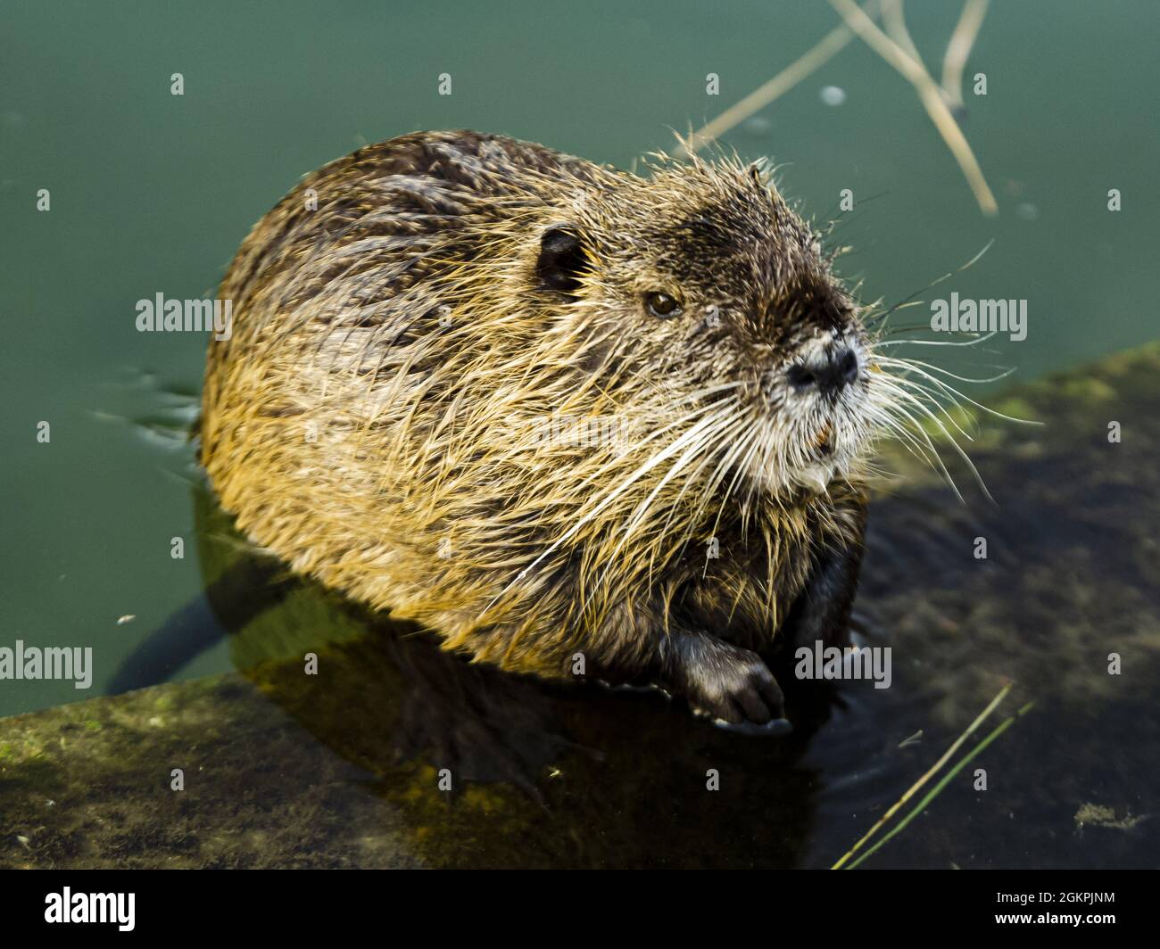 Closeup of the coypu, also known as the nutria, is a large, herbivorous ...