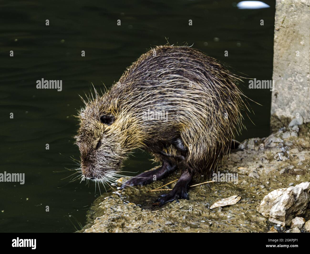 Closeup of the coypu, also known as the nutria, is a large, herbivorous ...