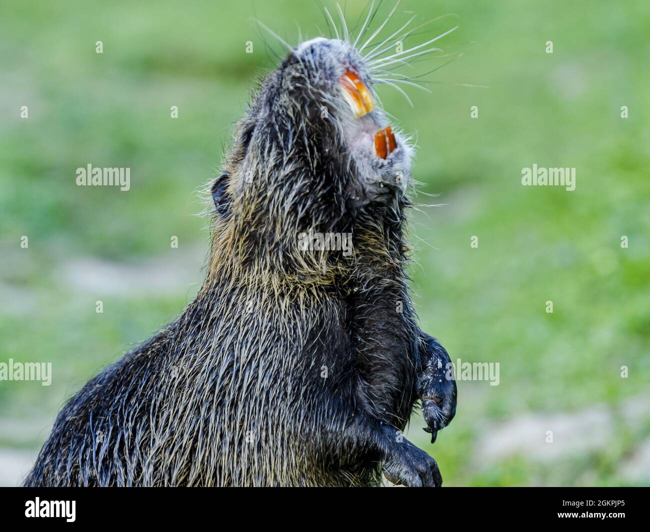Closeup of the coypu, also known as the nutria, is a large, herbivorous ...