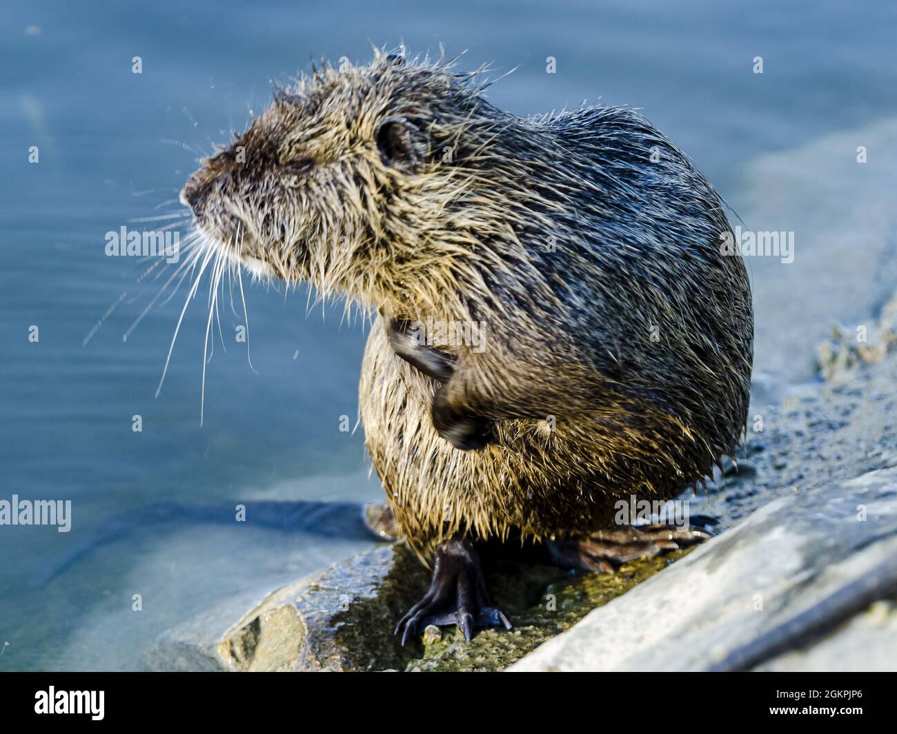 Closeup of the coypu, also known as the nutria, is a large, herbivorous ...