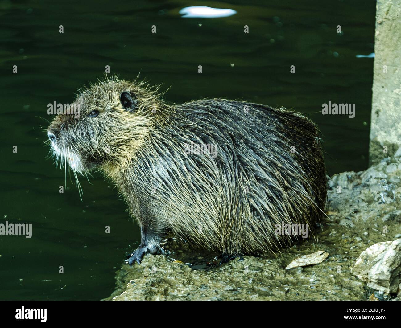 Closeup of the coypu, also known as the nutria, is a large, herbivorous ...