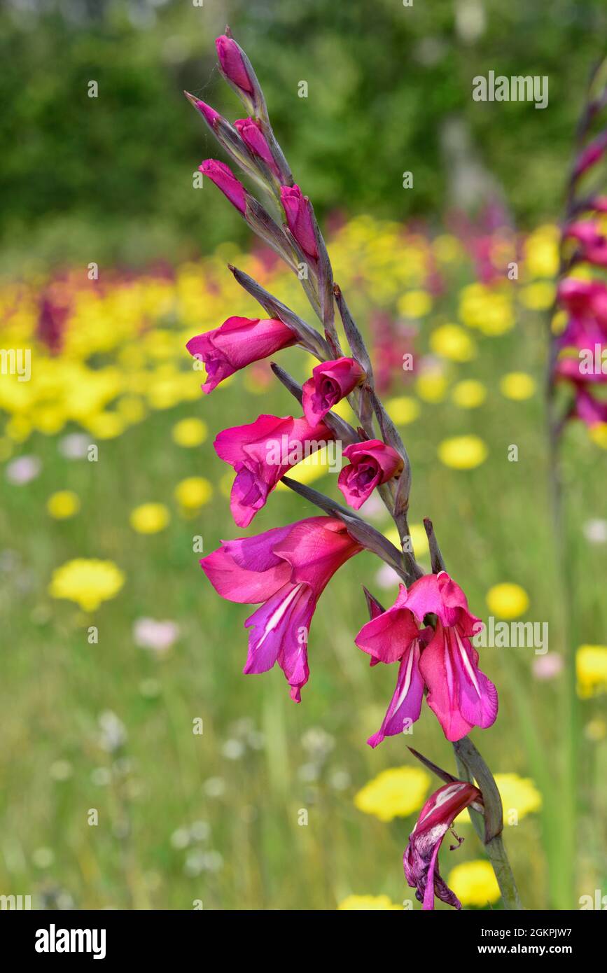 Gladiolus gladiolus communis flower hi-res stock photography and images ...