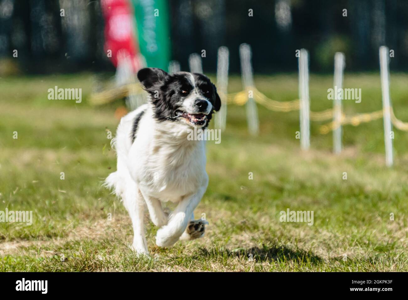 Big dog running in the green field on lure coursing competition Stock ...