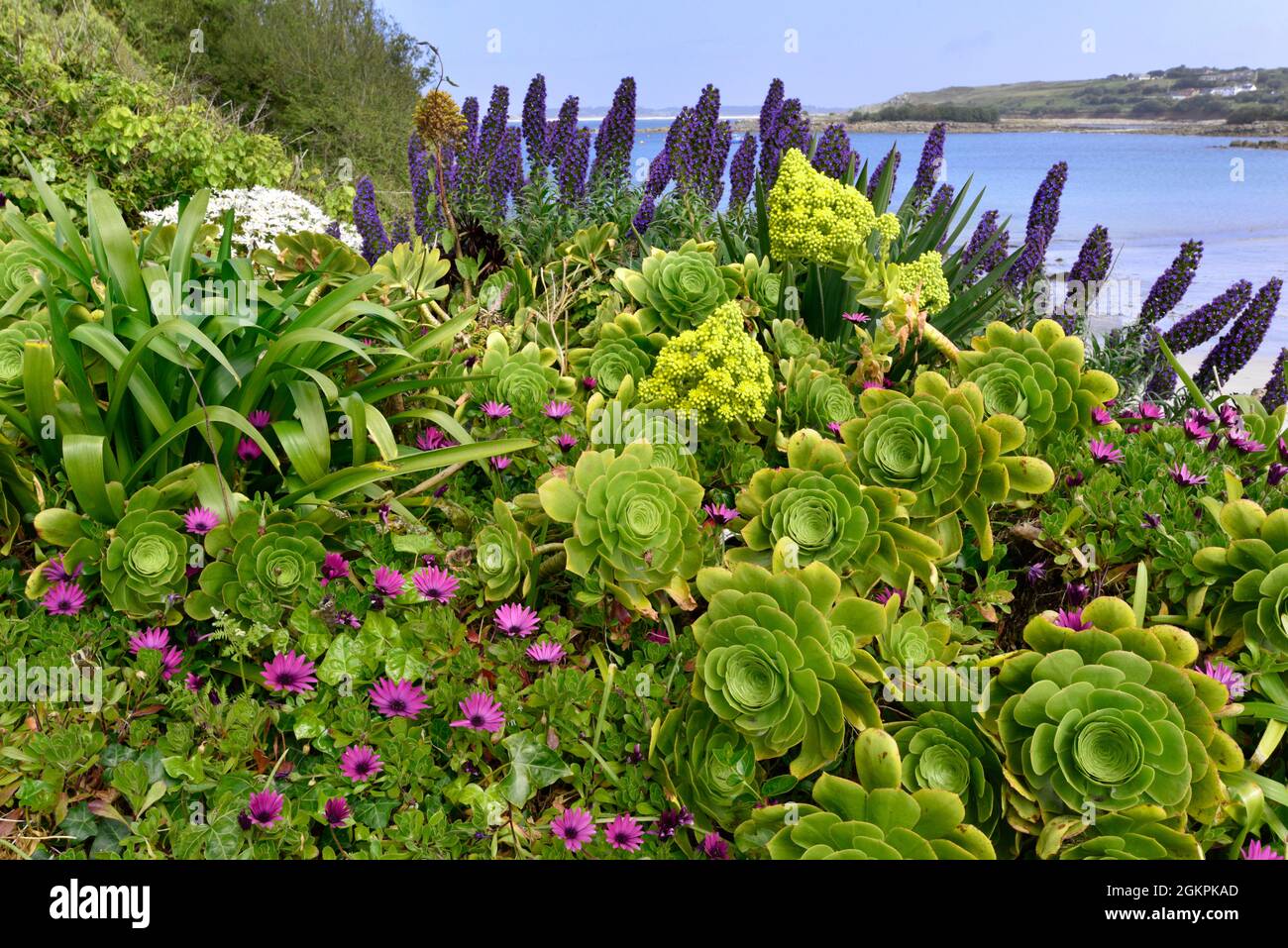 Naturalised plants hi-res stock photography and images - Alamy