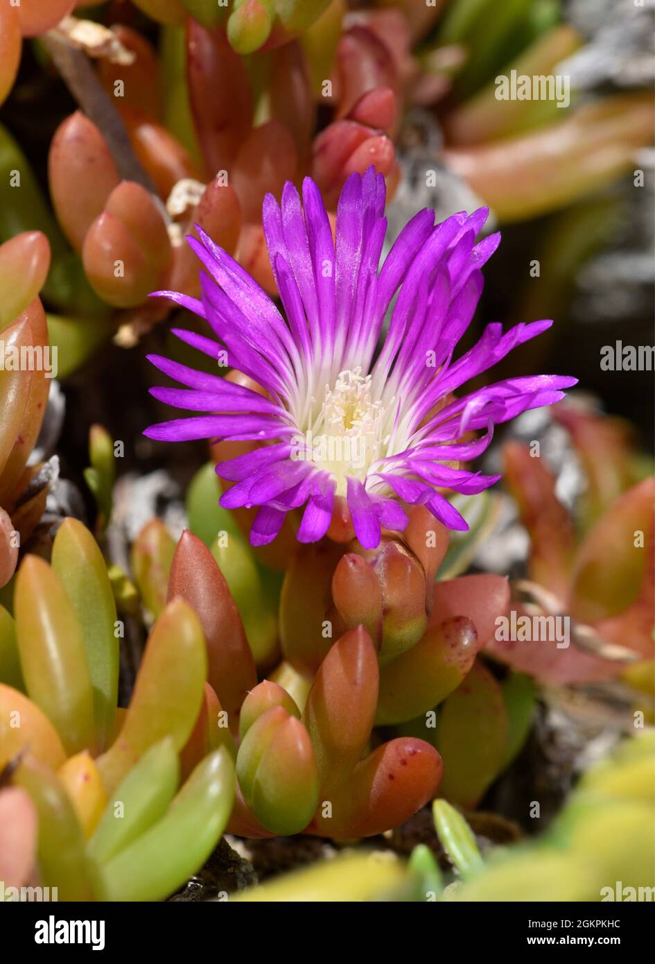 Purple Dewplant - Disphyma crassifolium Stock Photo - Alamy