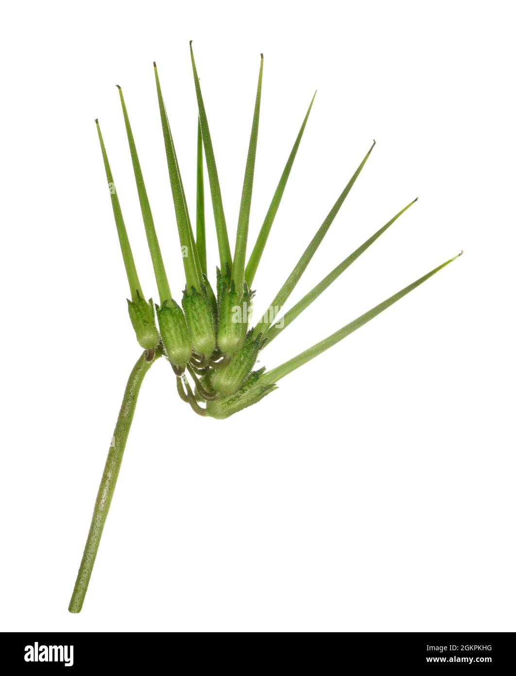 Erodium Cut Out Stock Images & Pictures - Alamy