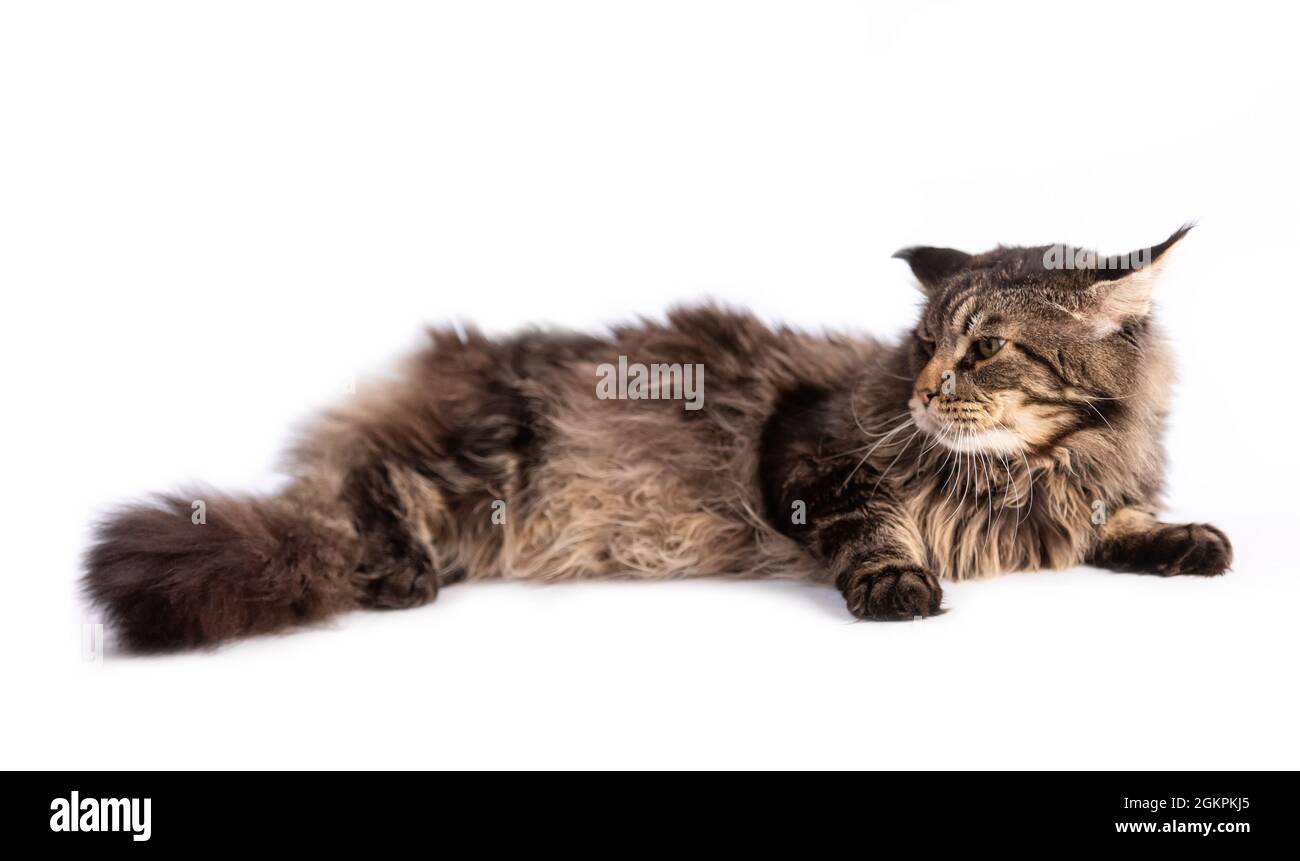 Fluffy fur cat Cut Out Stock Images & Pictures - Alamy