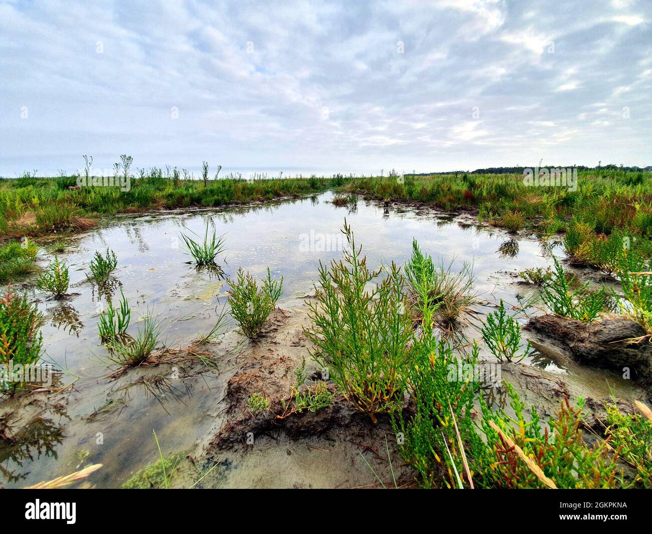 View of the marsh with green vegetation Stock Photo - Alamy