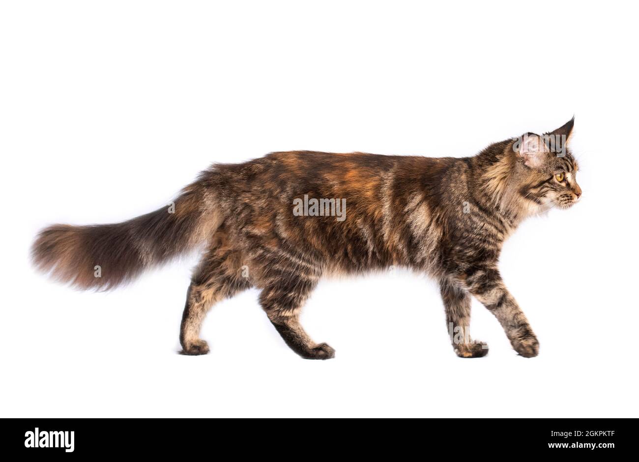 Closeup side view adorable Cut Out Stock Images & Pictures - Alamy