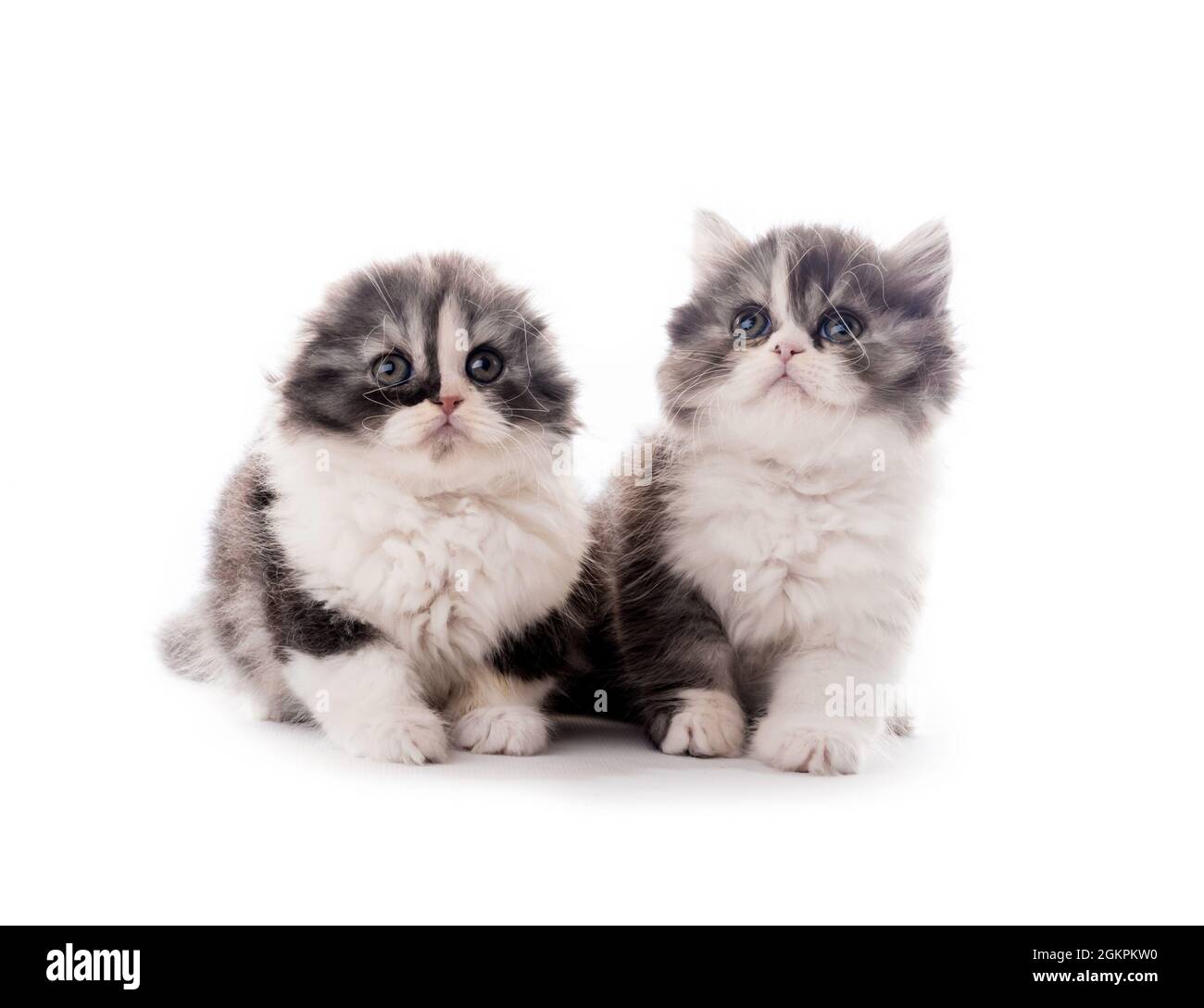 Two cute scottish breed kittens lying isolated Stock Photo - Alamy