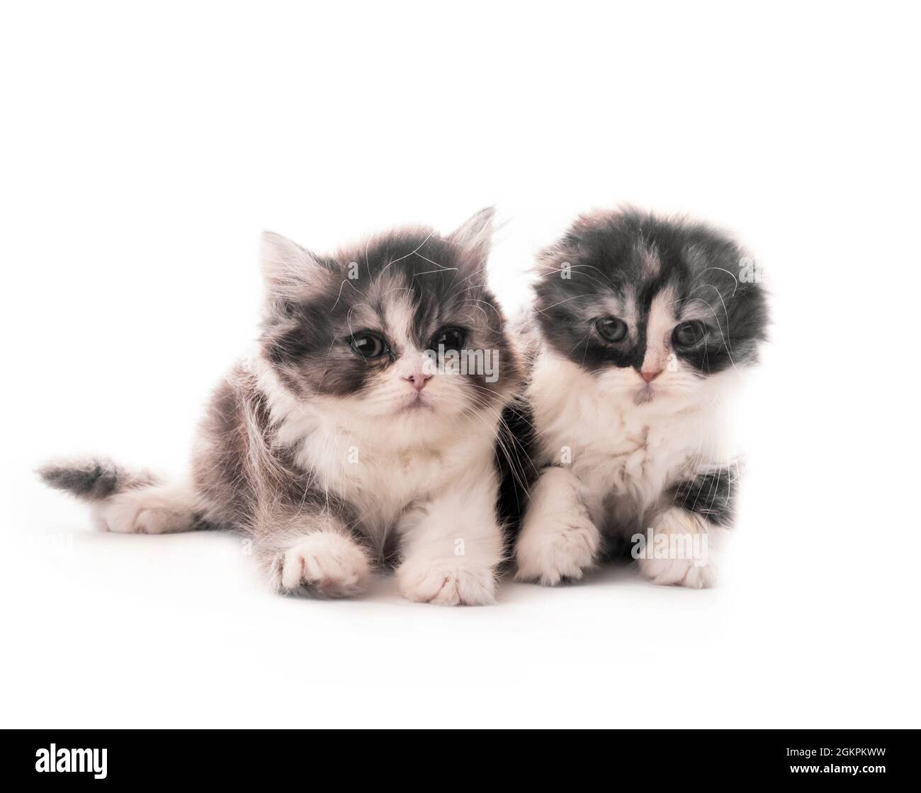 Two cute scottish breed kittens lying isolated Stock Photo - Alamy