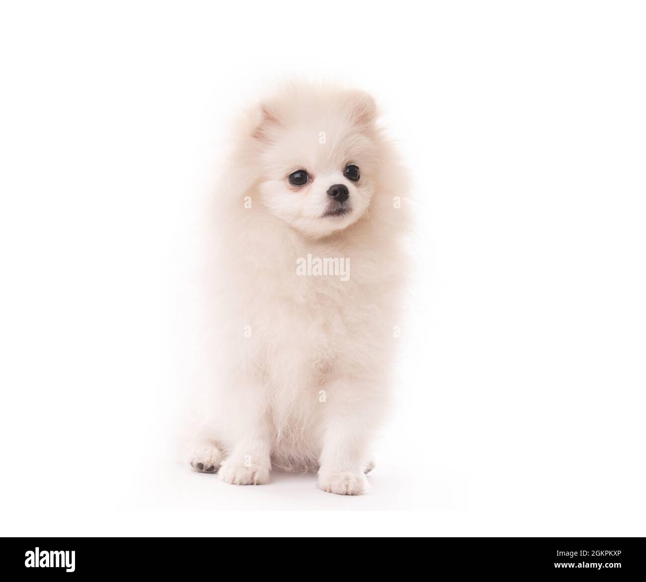 Cute dog happy white fluffy Cut Out Stock Images & Pictures - Alamy